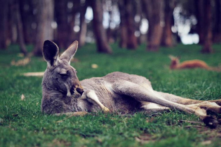 20 Adelaide Famous Landmarks, Australia - Kevmrc