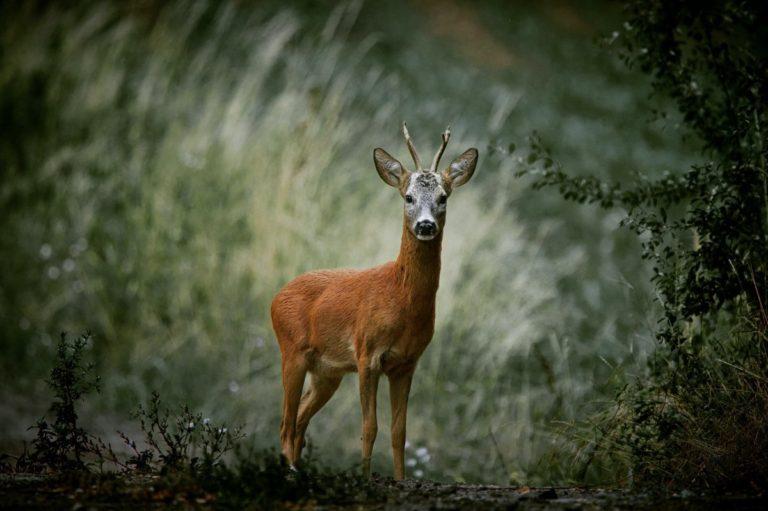 12 Wild Animals in Albania [Wildlife in Albania] - Kevmrc