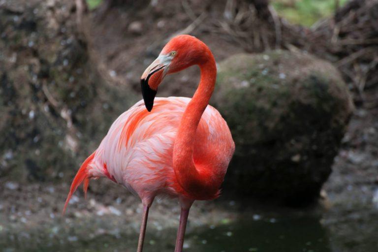 21 Wild Animals in The Dominican Republic [Wildlife in The Dominican ...