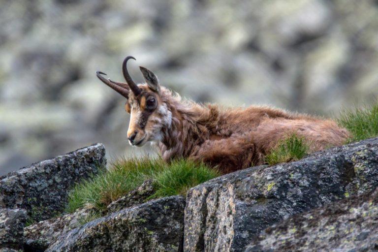 21 Wild Animals in Montenegro [Wildlife in Montenegro] - Kevmrc