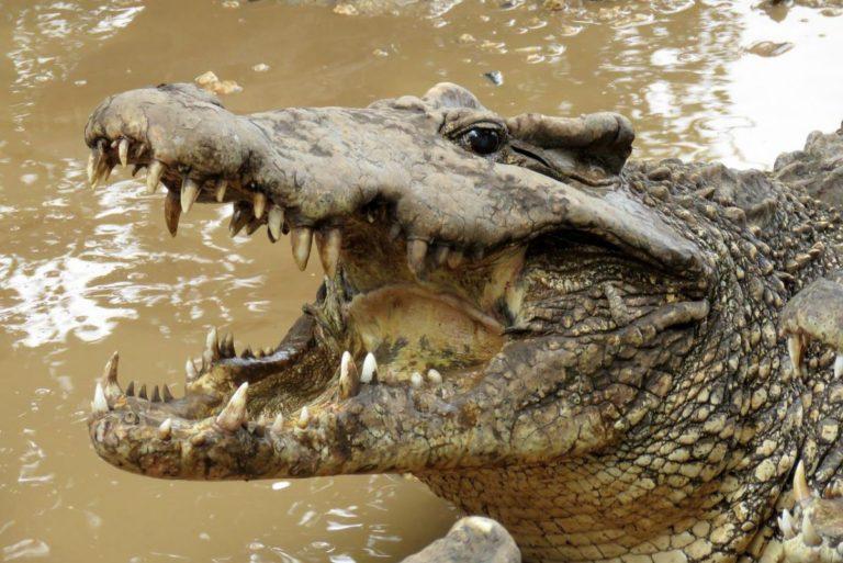14 Wild Animals in Cuba [Wildlife in Cuba] - Kevmrc