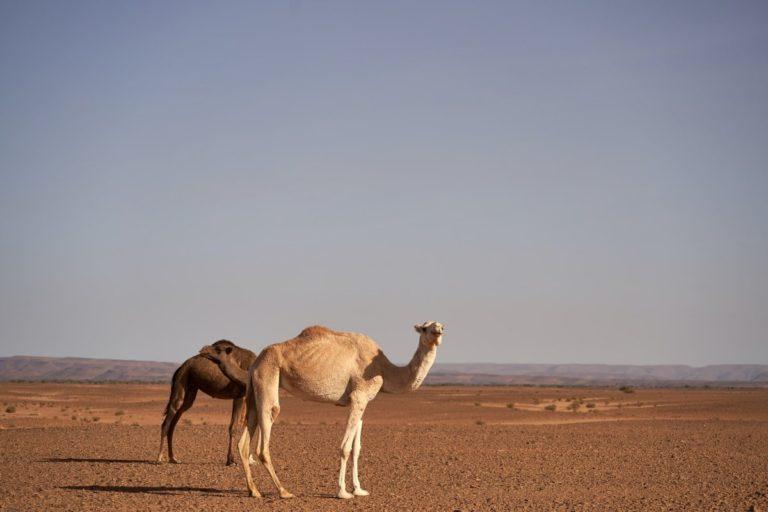 28 Wild Animals in Egypt [Wildlife in Egypt] - Kevmrc