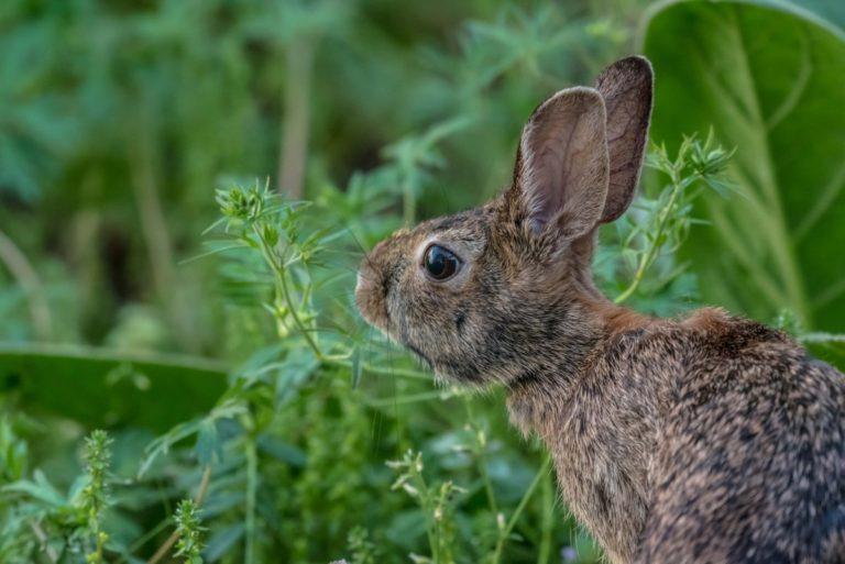 21 Wild Animals in Bulgaria [Wildlife in Bulgaria] - Kevmrc