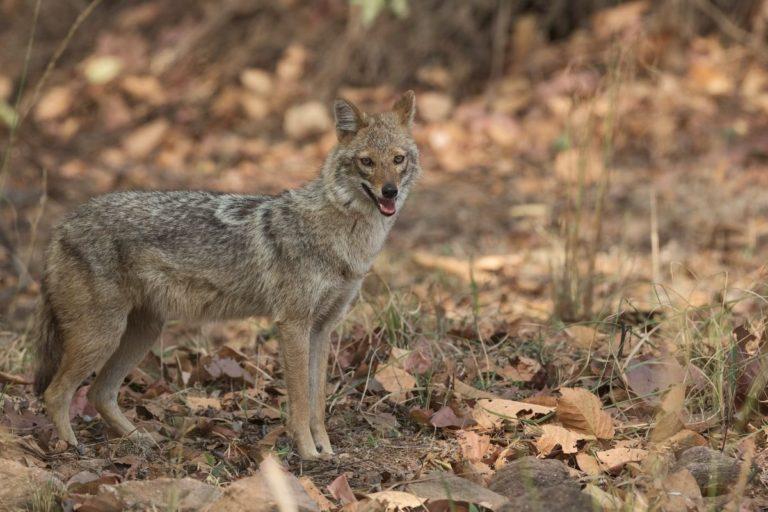 21 Wild Animals in Bulgaria [Wildlife in Bulgaria] - Kevmrc