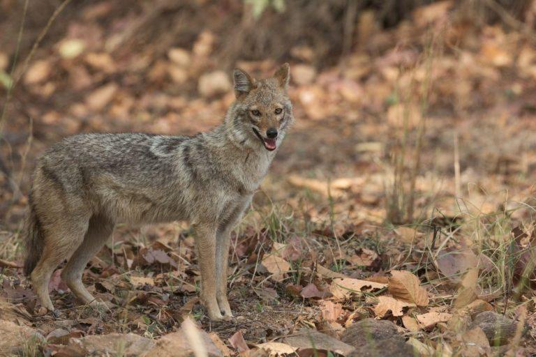 24 Wild Animals in Greece [Wildlife in Greece] - Kevmrc
