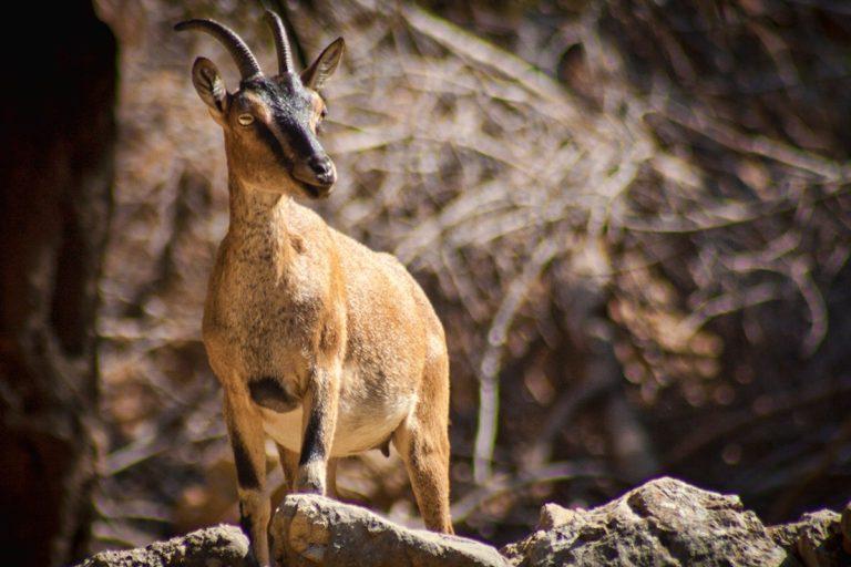 24 Wild Animals in Greece [Wildlife in Greece] - Kevmrc