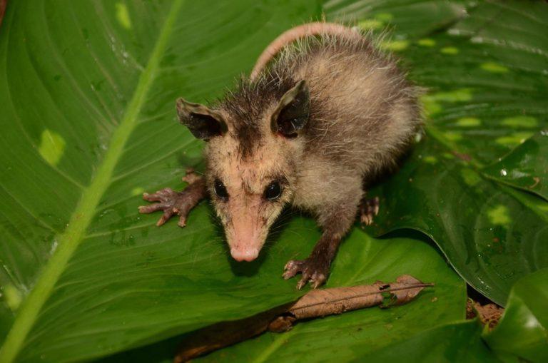 11 Wild Animals in Dominica [Wildlife in Dominica] - Kevmrc