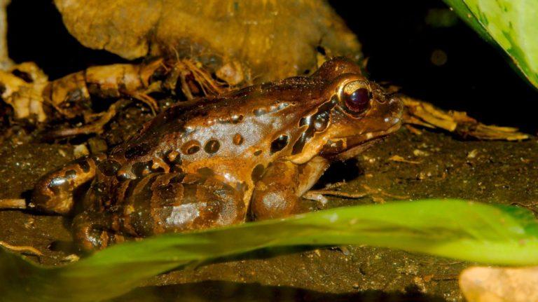 11 Wild Animals in Dominica [Wildlife in Dominica] - Kevmrc