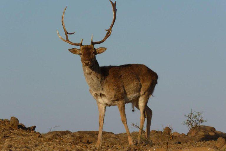 19 Wild Animals in Israel [Wildlife in Israel] - Kevmrc