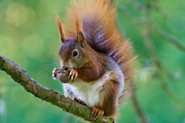 24 Wild Animals in Portugal [Wildlife in Portugal] - Kevmrc