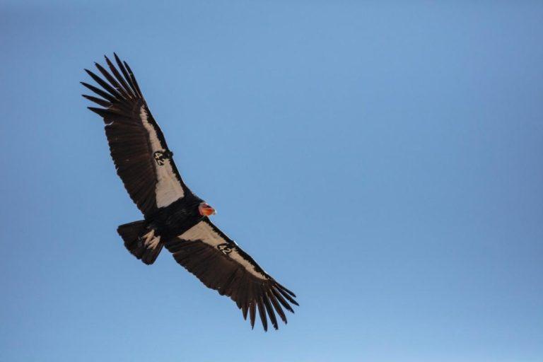 33 Wild Animals in Ecuador [Wildlife in Ecuador] - Kevmrc