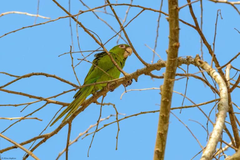 14 Wild Animals in Cuba [Wildlife in Cuba] - Kevmrc