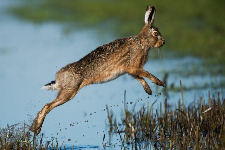 21 Wild Animals in Ireland [Wildlife in Ireland] - Kevmrc