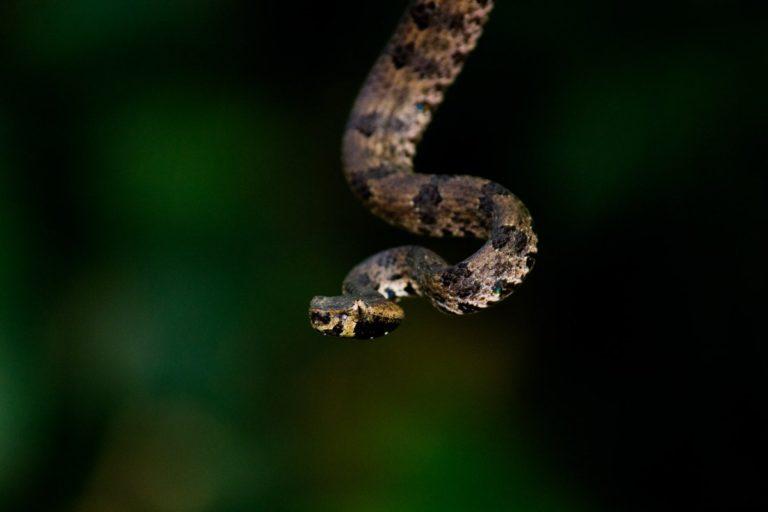 21 Wild Animals in Azerbaijan [Wildlife in Azerbaijan] - Kevmrc