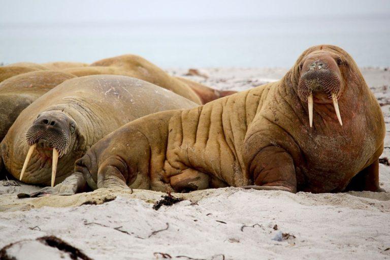 21 Wild Animals in Ireland [Wildlife in Ireland] - Kevmrc