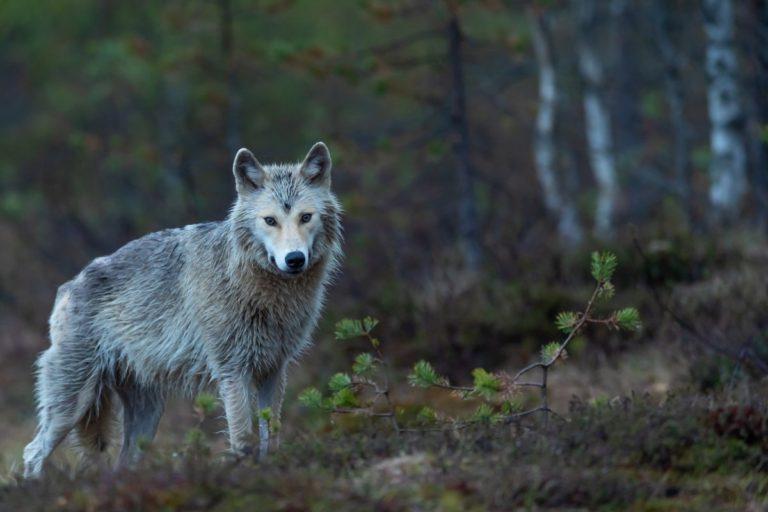 18 Wild Animals in Georgia [Wildlife in Georgia] - Kevmrc