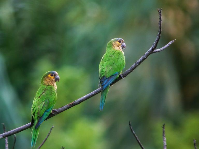 15 Wild Animals in Barbados [Wildlife in Barbados] - Kevmrc