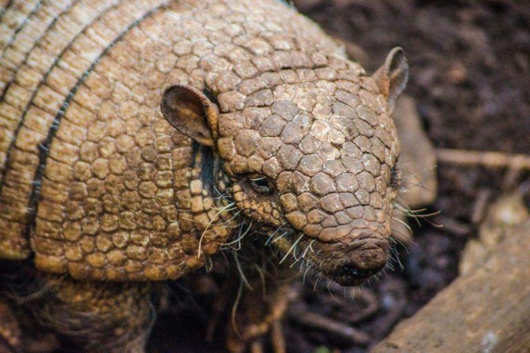 17 Wild Animals in Venezuela [Wildlife in Venezuela] - Kevmrc