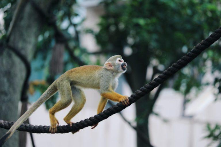 24 Wild Animals in Guyana [Wildlife in Guyana] - Kevmrc