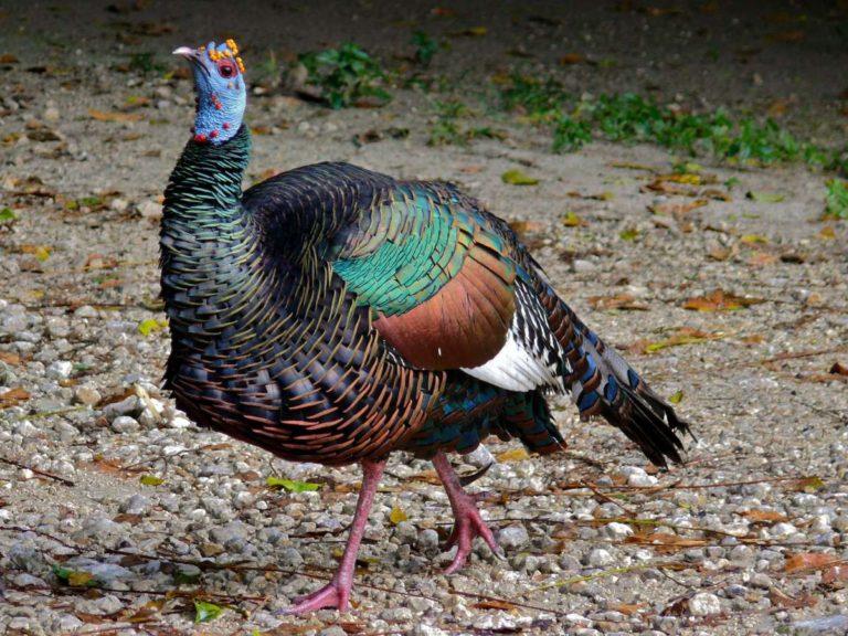 21 Wild Animals in Guatemala [Wildlife in Guatemala] - Kevmrc