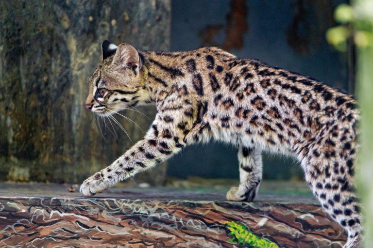 33 Wild Animals in Panama [Wildlife in Panama] - Kevmrc