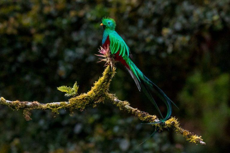 21 Wild Animals in Guatemala [Wildlife in Guatemala] - Kevmrc