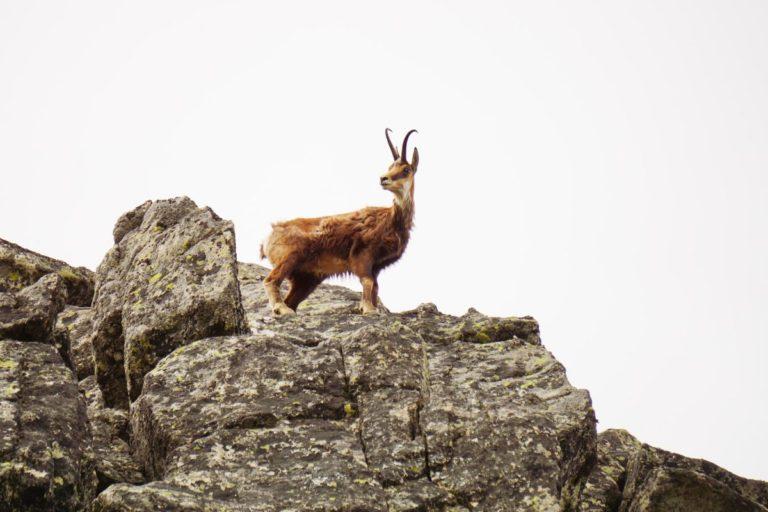 13 Wild Animals in Slovakia [Wildlife in Slovakia] - Kevmrc