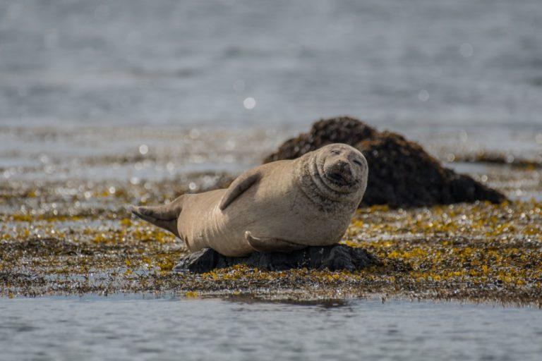 25 Wild Animals in Scotland [Wildlife in Scotland] - Kevmrc