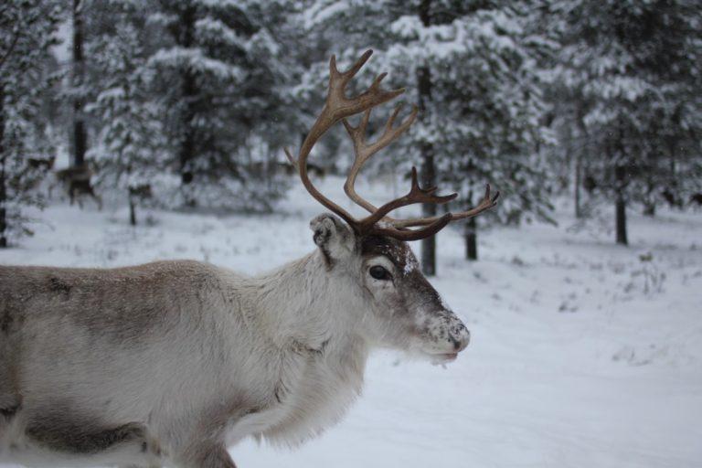 25 Wild Animals in Sweden [Wildlife in Sweden] - Kevmrc