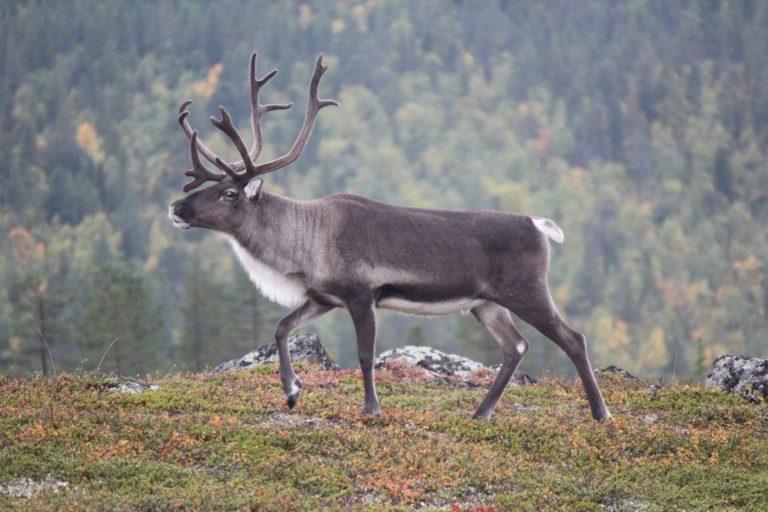 15 Wild Animals in Finland [Wildlife in Finland] - Kevmrc