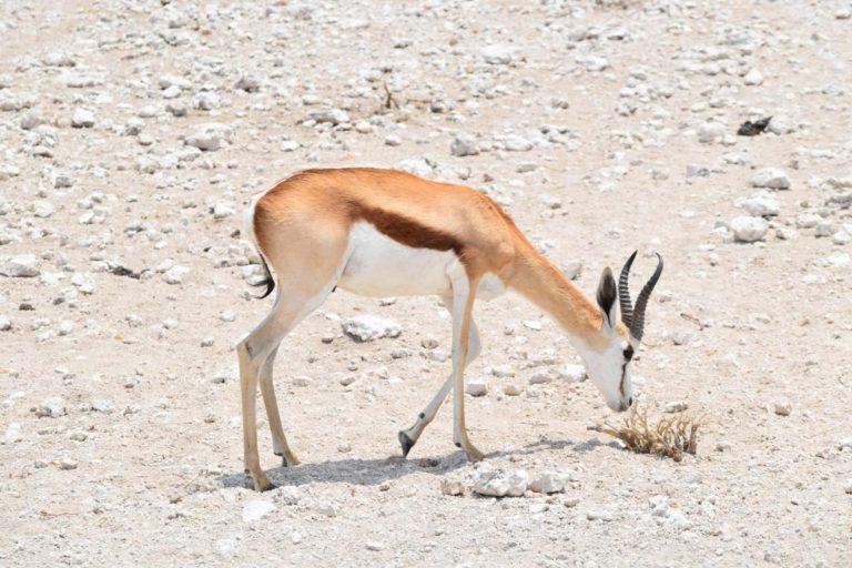 18 Wild Animals in Qatar [Wildlife in Qatar] - Kevmrc