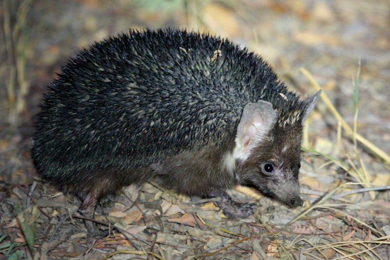 18 Wild Animals in United Arab Emirates [Wildlife in United Arab Emirates]
