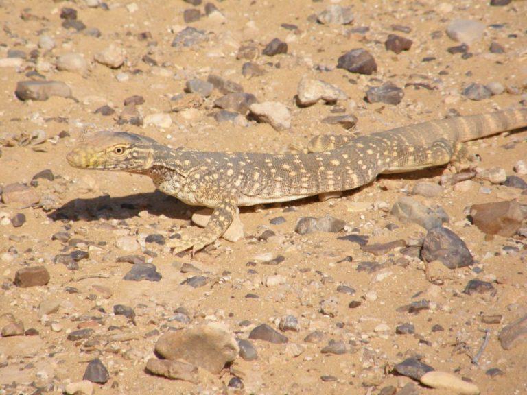 18 Wild Animals in Morocco [Wildlife in Morocco] - Kevmrc