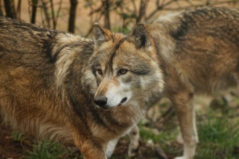 21 Wild Animals in Switzerland [Wildlife in Switzerland] - Kevmrc