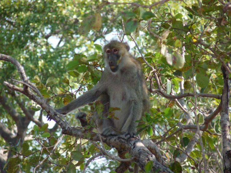 18 Wild Animals in Zambia [Wildlife in Zambia] - Kevmrc