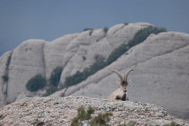 33 Wild Animals in Spain [Wildlife in Spain] - Kevmrc