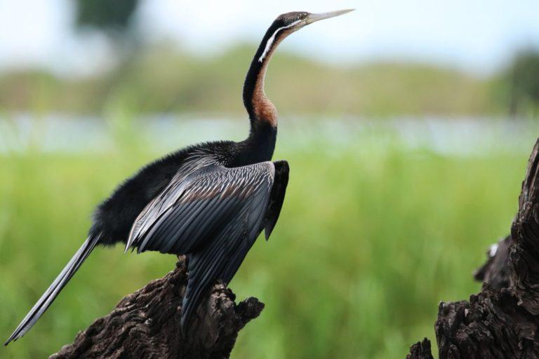 13 Wild Animals in Eritrea [Wildlife in Eritrea] - Kevmrc