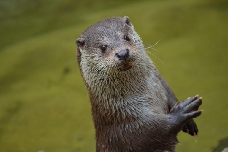 35 Wild Animals in China [Wildlife in China] - Kevmrc