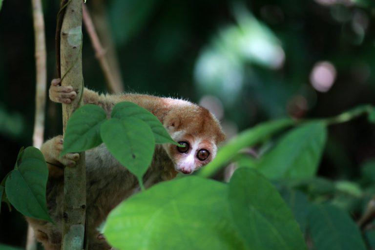 14 Wild Animals in Brunei [Wildlife in Brunei] - Kevmrc