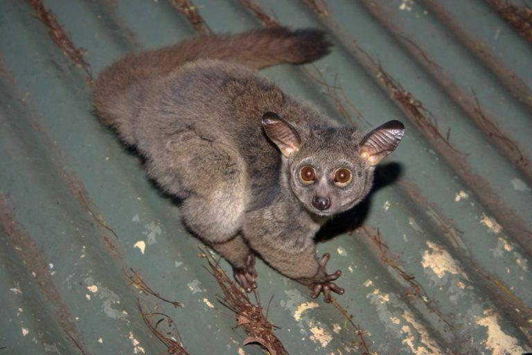 21 Wild Animals in Burundi [Wildlife in Burundi] - Kevmrc