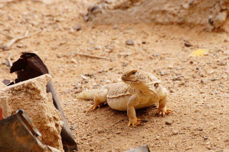 23 Wild Animals in Turkey [Wildlife in Turkey] - Kevmrc
