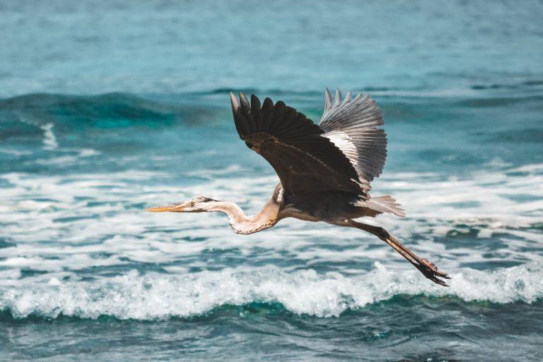 18 Wild Animals in Maldives [Wildlife in Maldives] - Kevmrc
