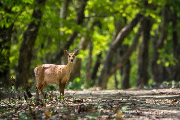 50 Wild Animals in India [Wildlife in India] - Kevmrc