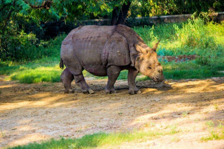 21 Wild Animals in Bhutan [Wildlife in Bhutan] - Kevmrc