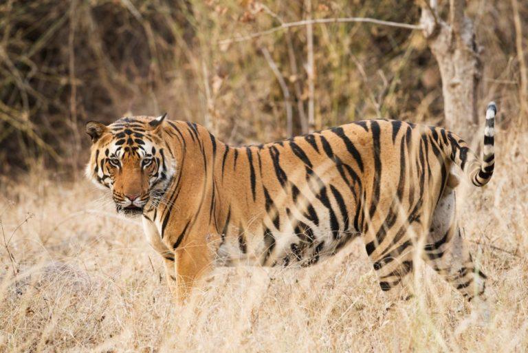 18 Wild Animals in Thailand [Wildlife in Thailand] - Kevmrc