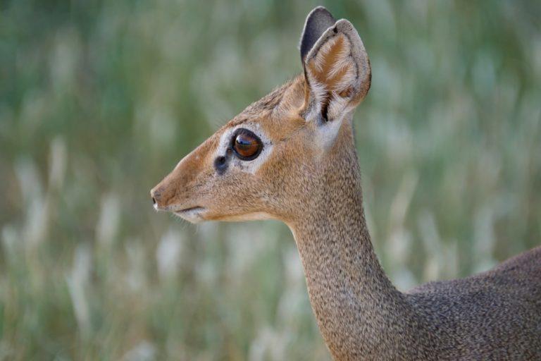 28 Wild Animals in Botswana [Wildlife in Botswana] - Kevmrc