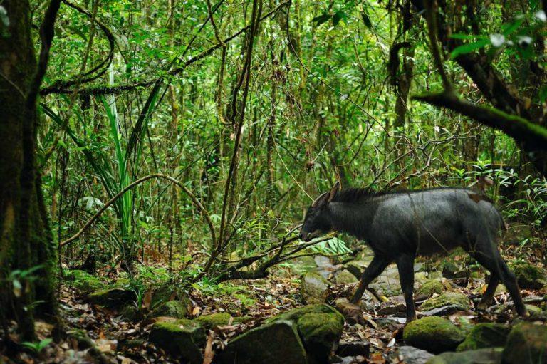 21 Wild Animals in Bhutan [Wildlife in Bhutan] - Kevmrc