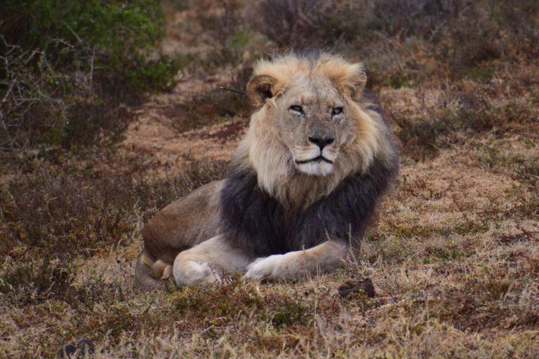 14 Wild Animals in Cameroon [Wildlife in Cameroon] - Kevmrc