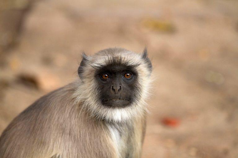 20 Wild Animals in Bangladesh [Wildlife in Bangladesh] - Kevmrc