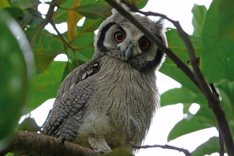 14 Wild Animals in Zanzibar [Wildlife in Zanzibar] - Kevmrc